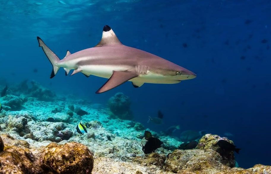 Shark Snorkeling & Phi Phi Speedboat Adventure : The Gay Passport